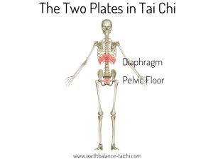 Two Plates in Tai Chi | Pelvic Floor & Diaphragm
